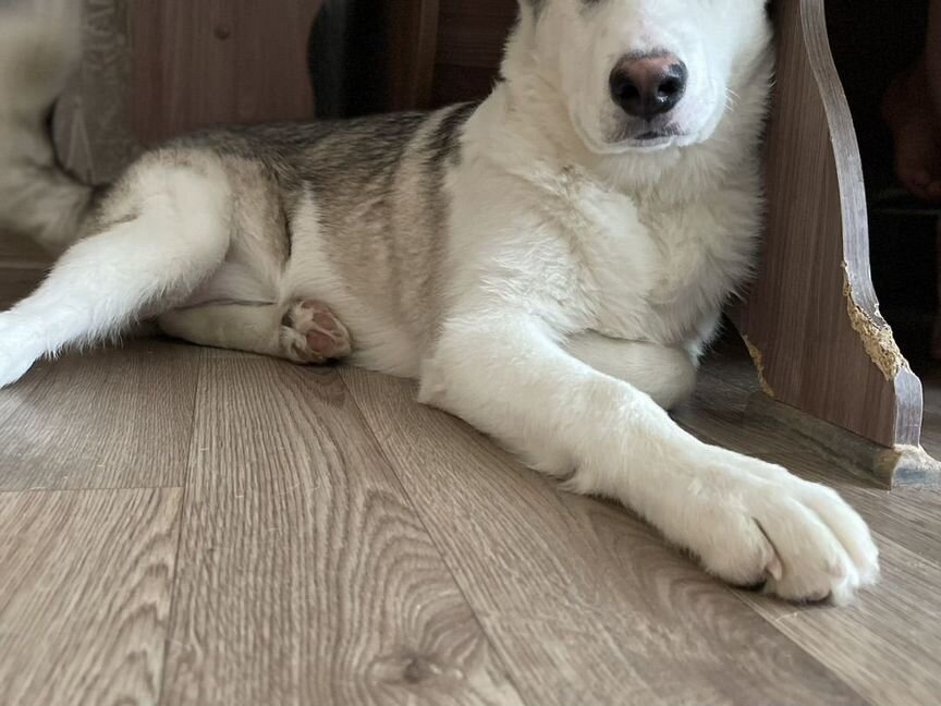 Щенок в добрые руки