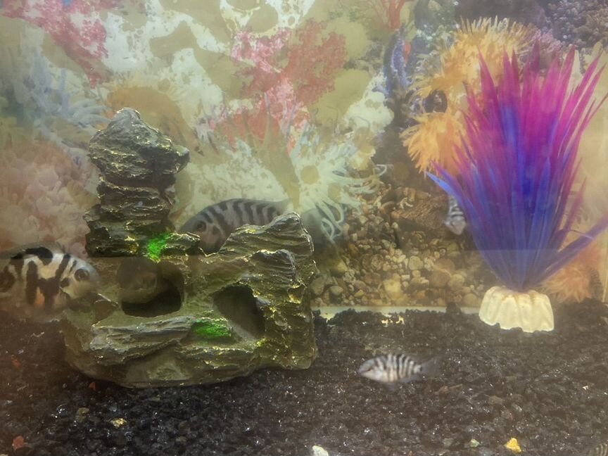 Мальки бесплатно