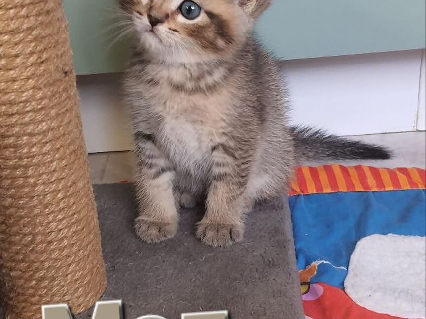 Шотландские вислоухие котята