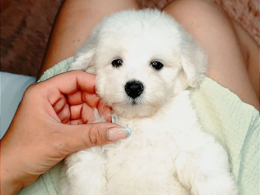 Бишон фризе щенок мальчик