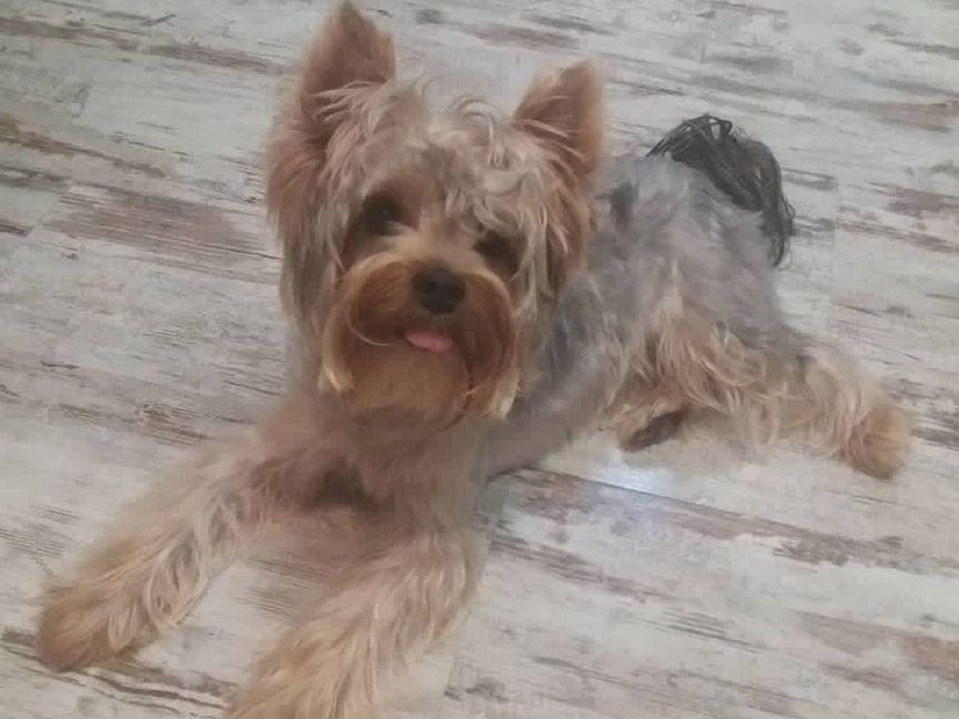 Йоркширский терьер