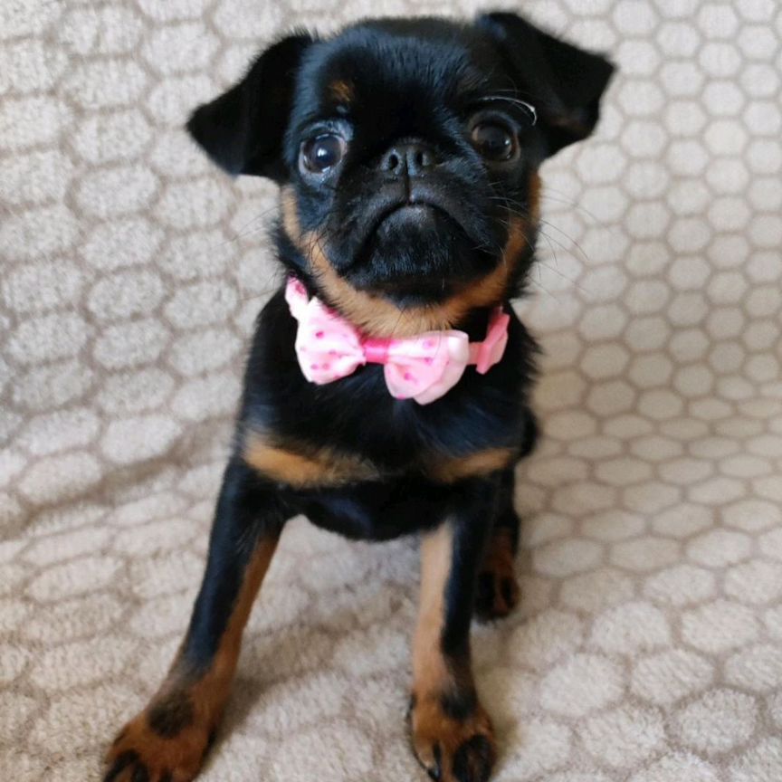 Пти-брабансон, щенок