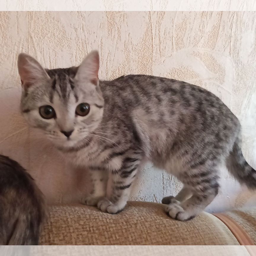 Взрослая, кошка в добрые руки