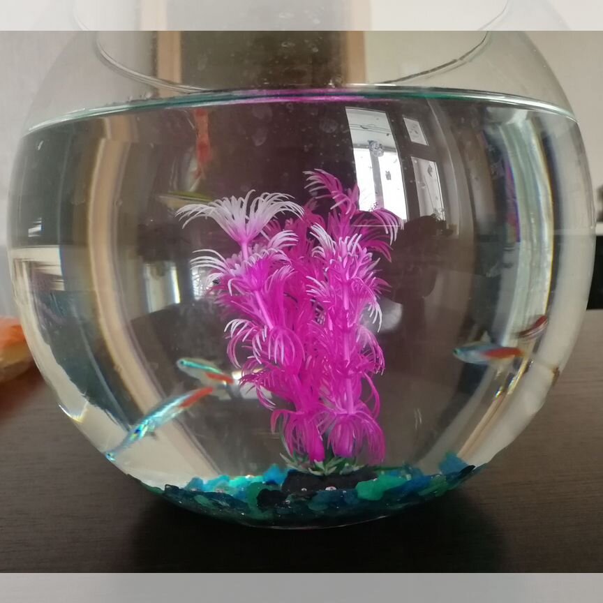 Аквариум круглый