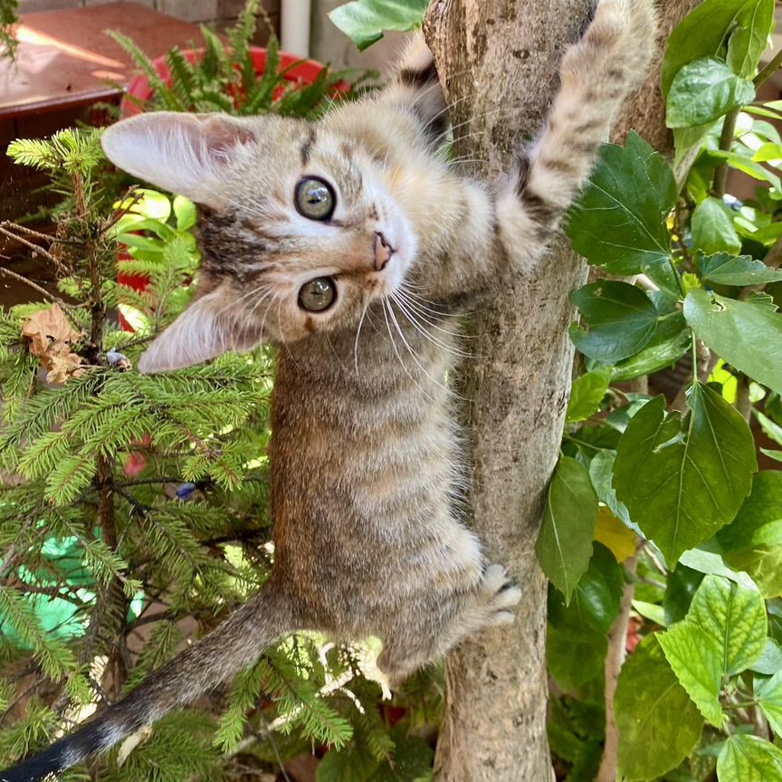 Весёлый котёнок в добрые руки