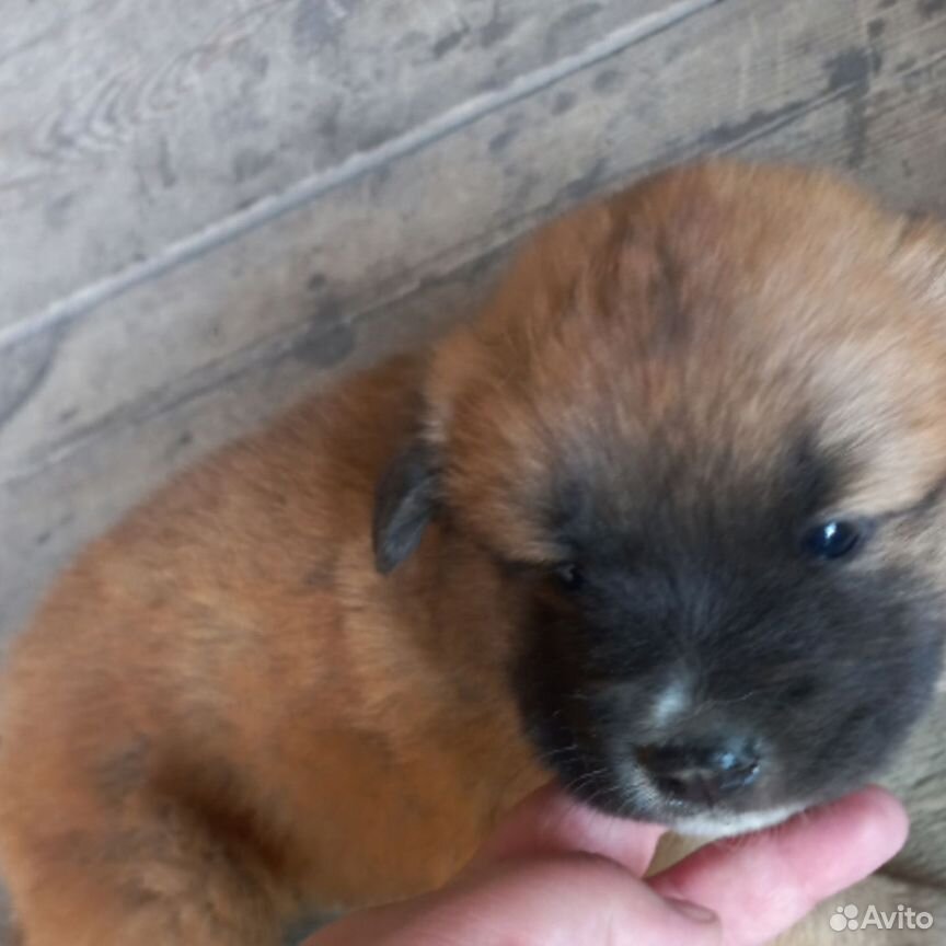 Собака в добрые руки отдам бесплатно