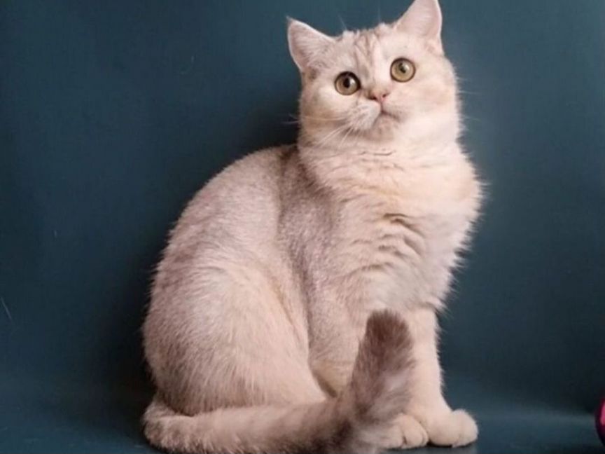 Девочка серебристая шиншилла