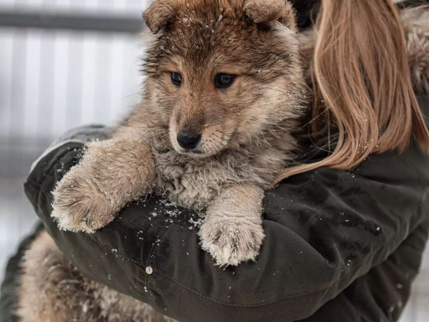 Щенок философ