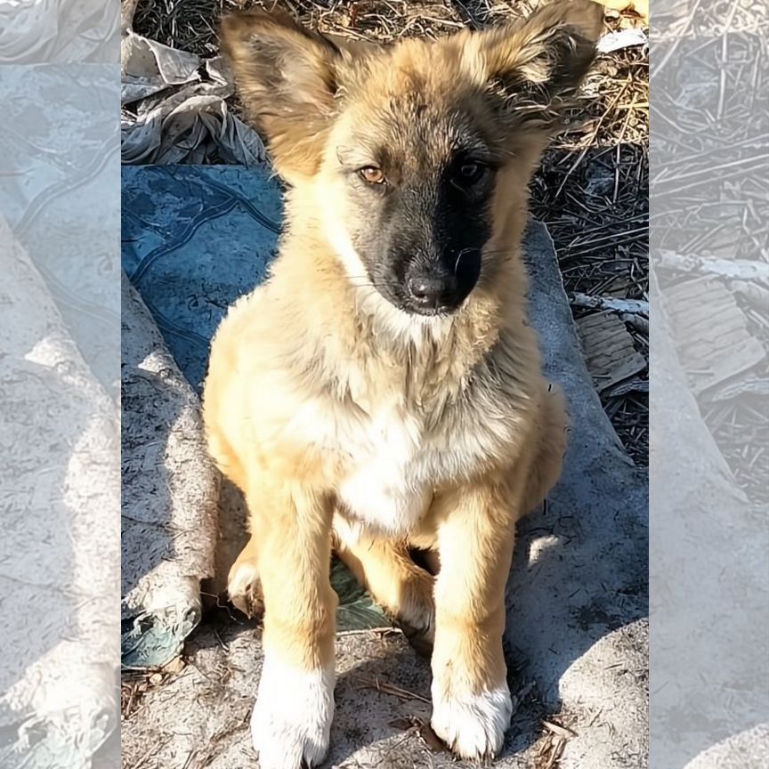 Щенок в добрые руки