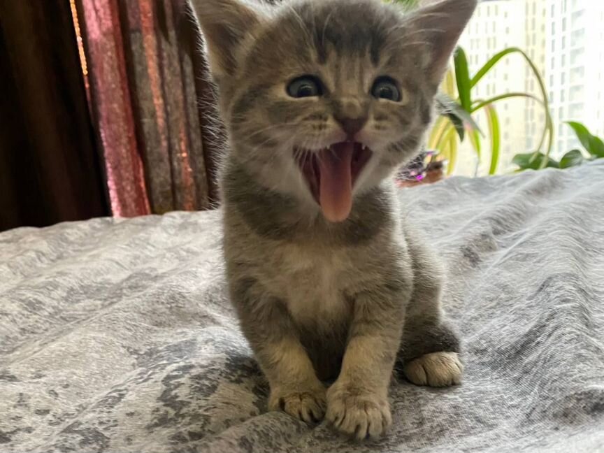 Милый серый метис абиссинца