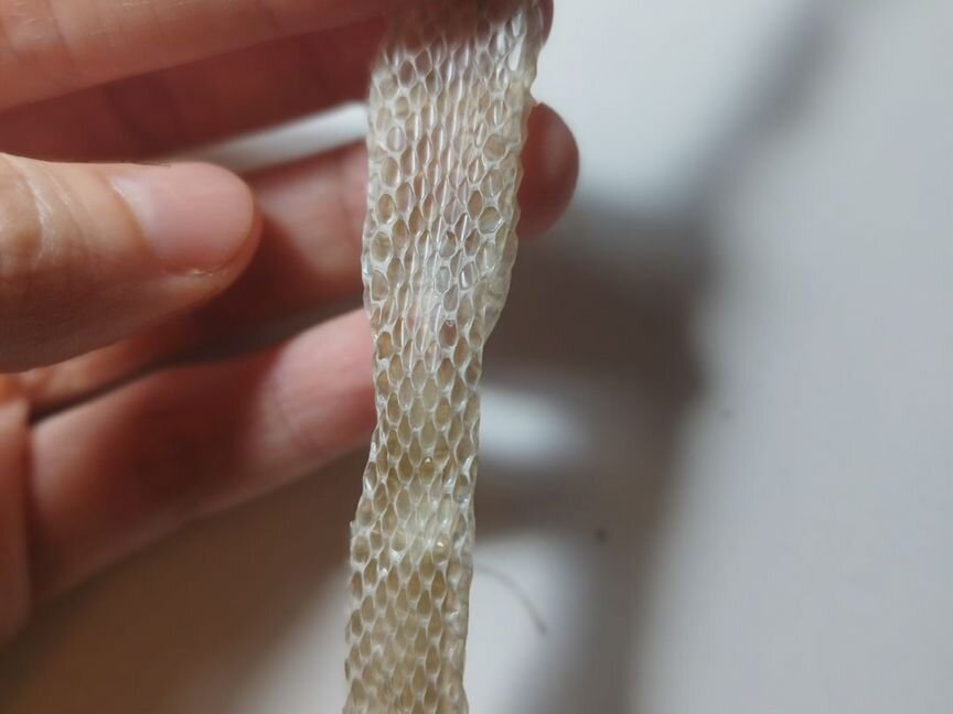 Чешуя змеи маисового полоза