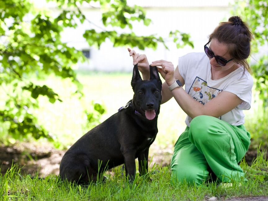 Собака в добрые руки