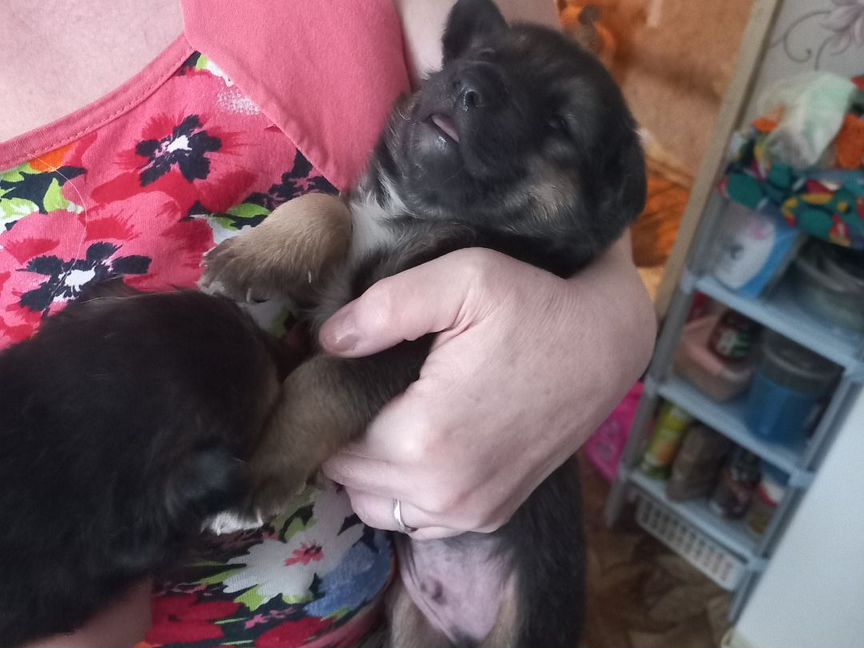 Собака в добрые руки отдам бесплатно