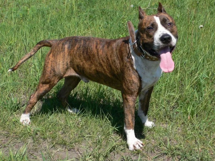 Стаффорд девочка