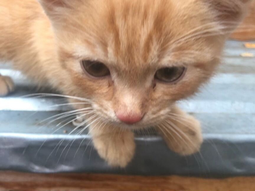 Бедный котёночек Кузька