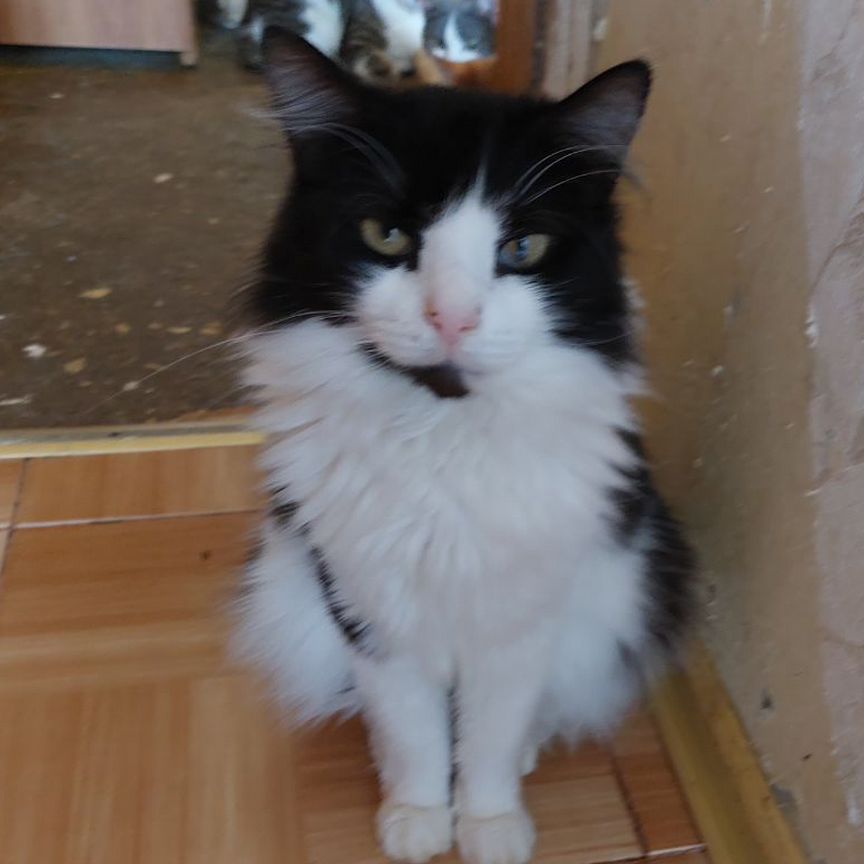 Взрослый кот в добрые руки