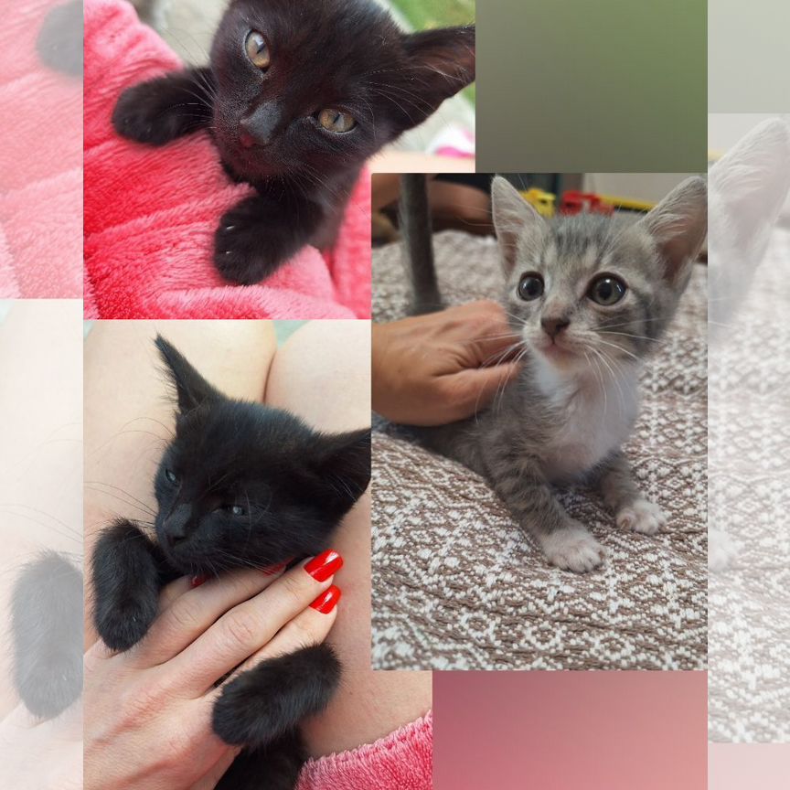 Котята в добрые руки