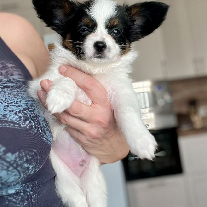 Континентальный той спаниель