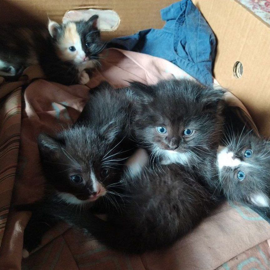Котята в добрые руки