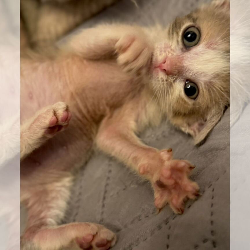 Котёнок в добрые руки