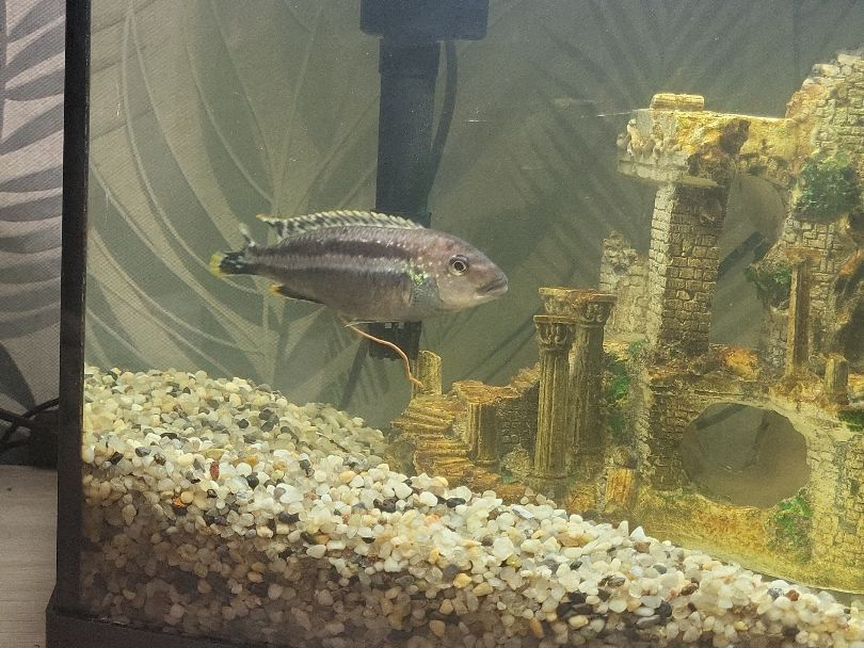 Меланохромис