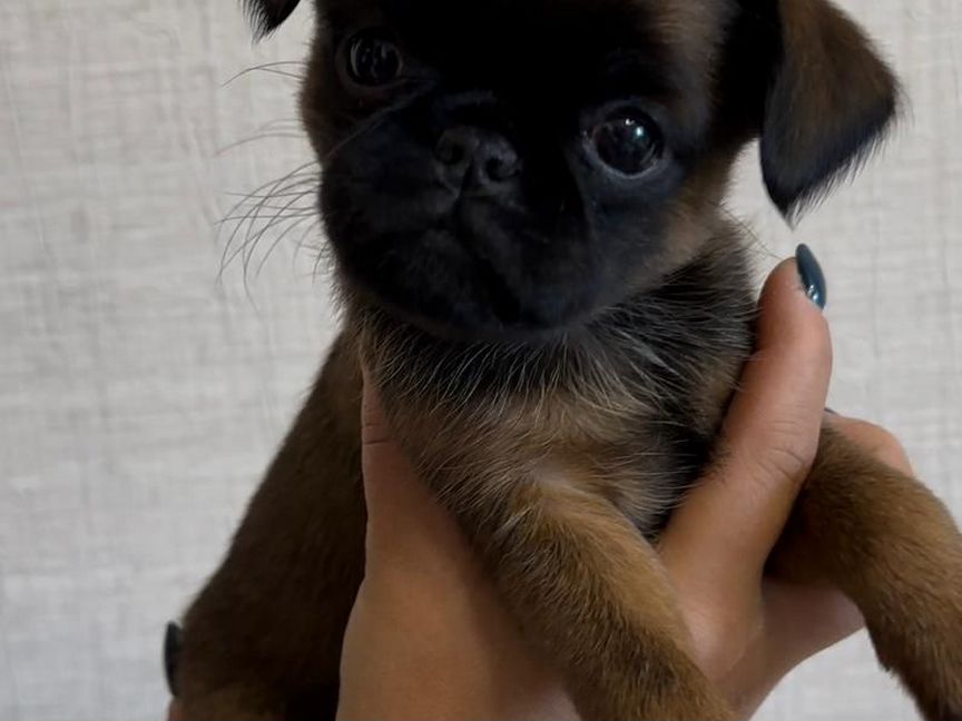 Щенки пти брабансона