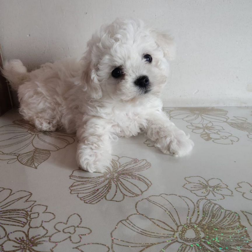 Щенки бишон фризе мини