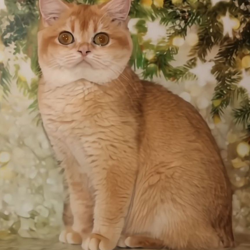 Британский короткошёрстный котёнок