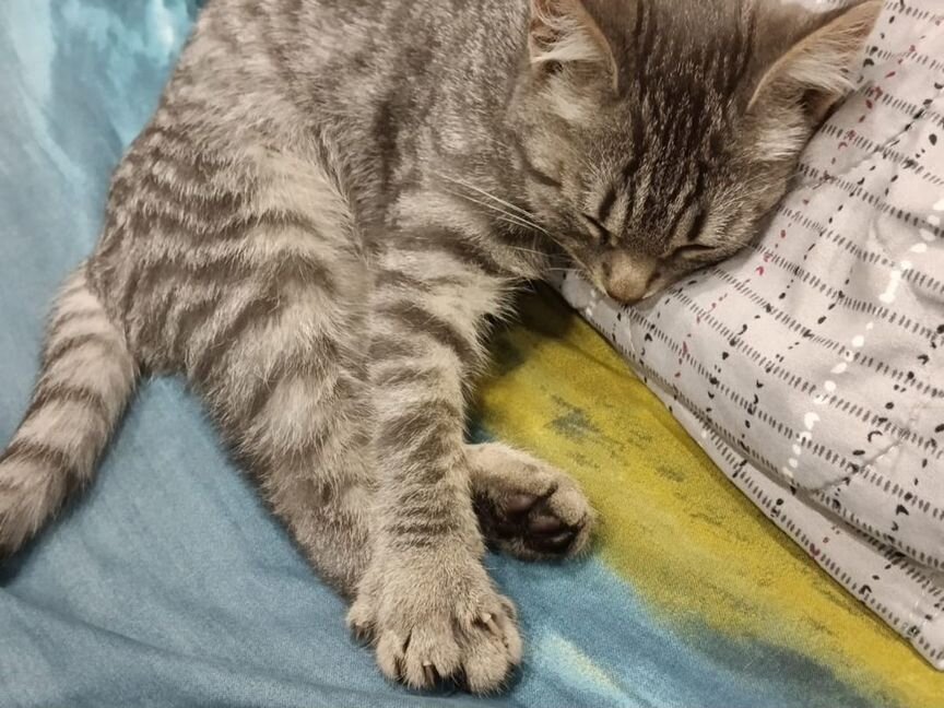 Котик в добрые руки