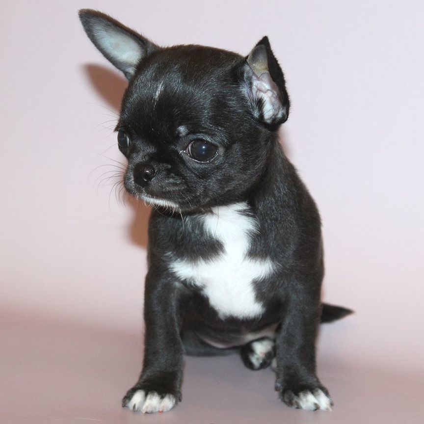 Чихуахуа, щенок