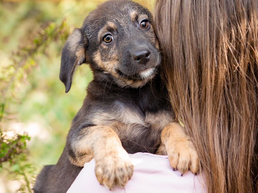 Шоколад, щенок в дар