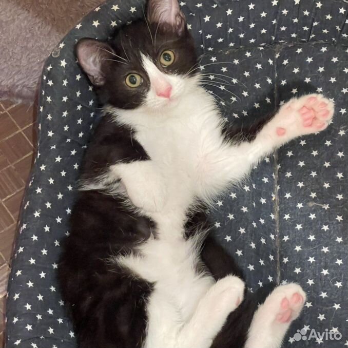 Котенок девочка маркизик 3 мес