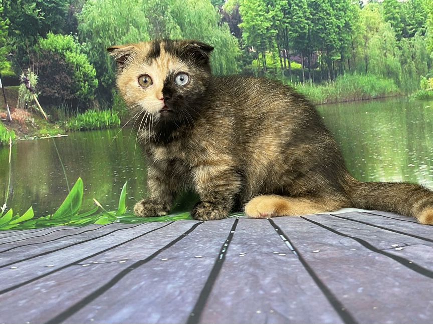 Необычная малышка