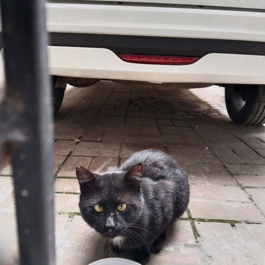 Котик мёрзнет