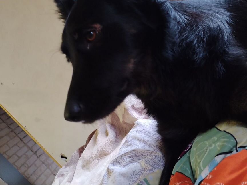 Собаки бесплатно в добрые руки