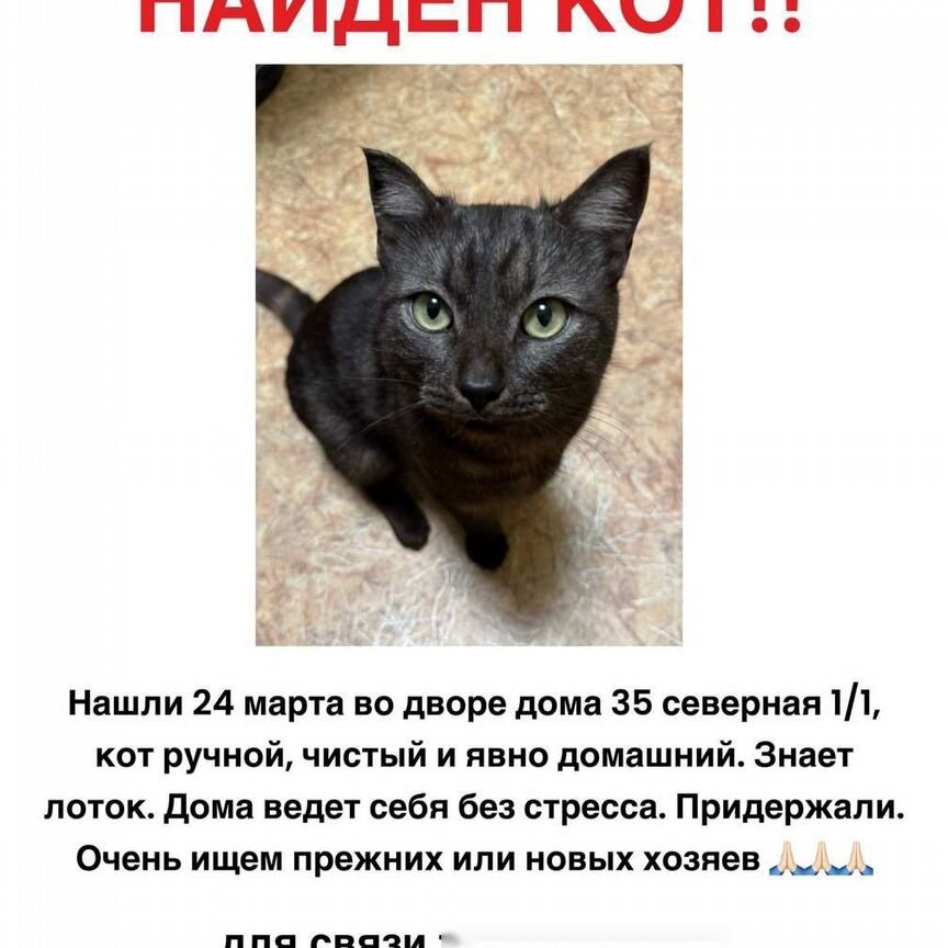 Кот ищет дом