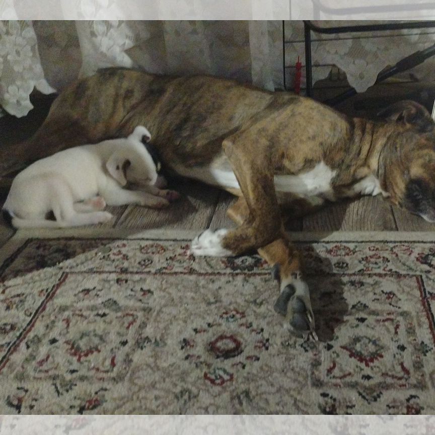 Американский стаффордширский терьер, щенок