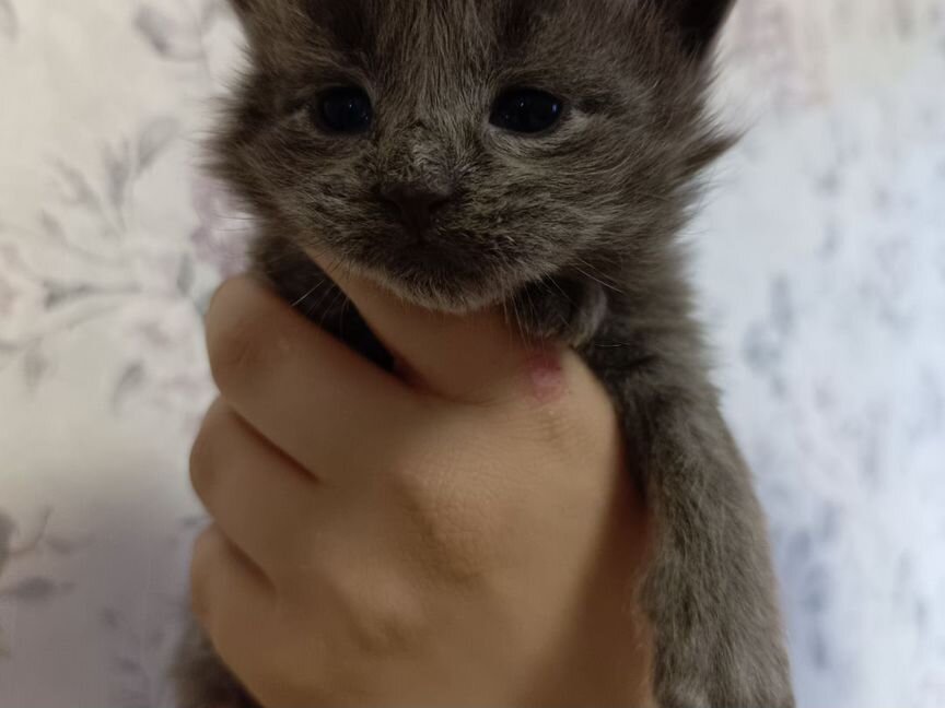 Котята мейн-кун