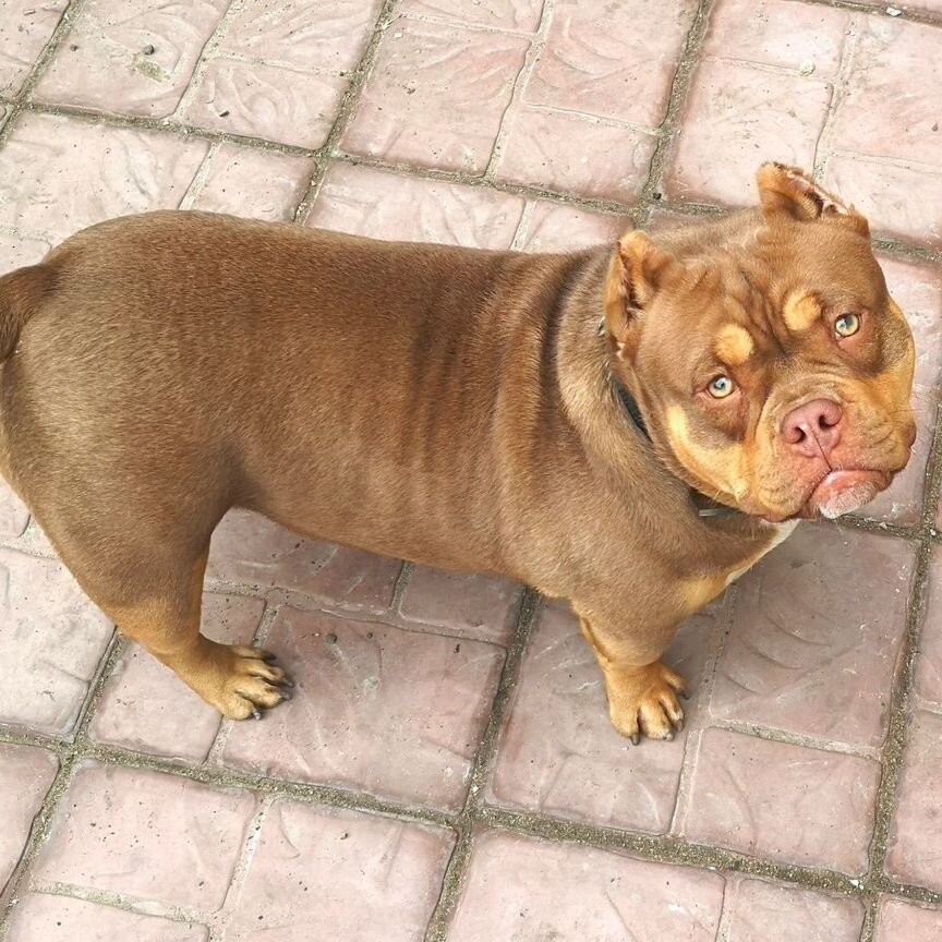 Американский булли, взрослая собака