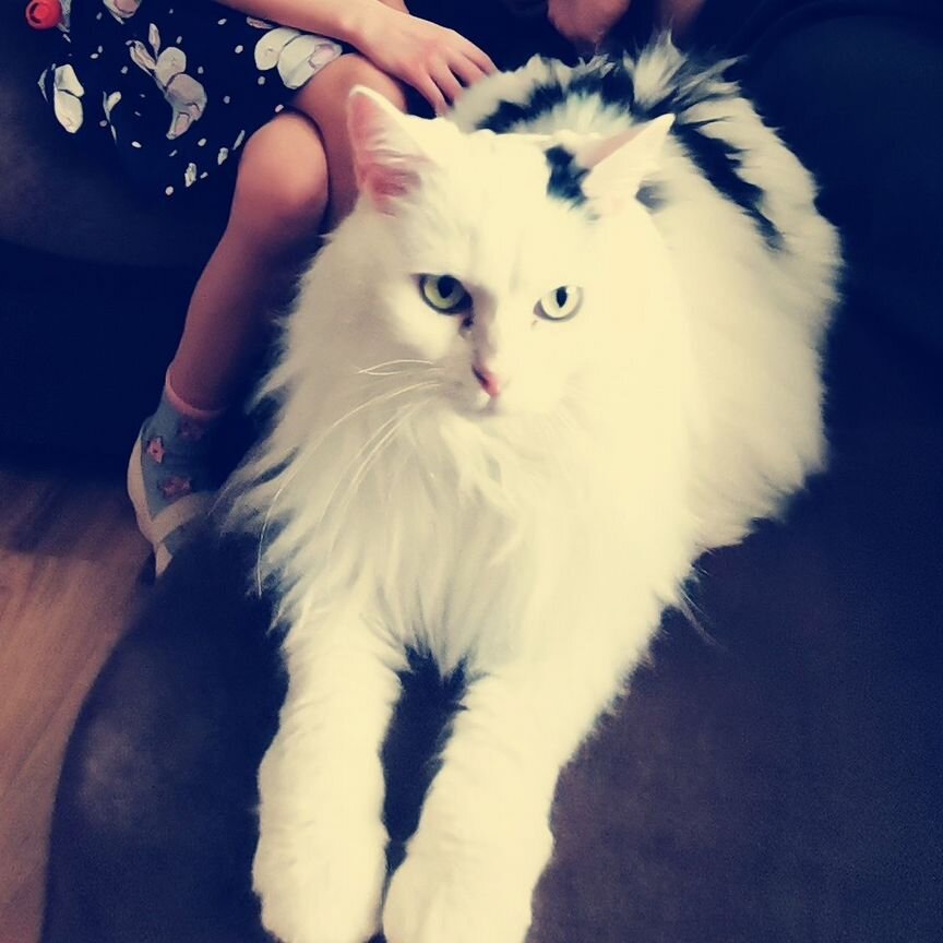 Кошка super пушистая