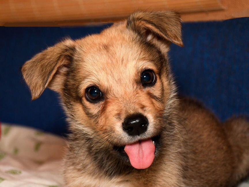 Щенок Чижик