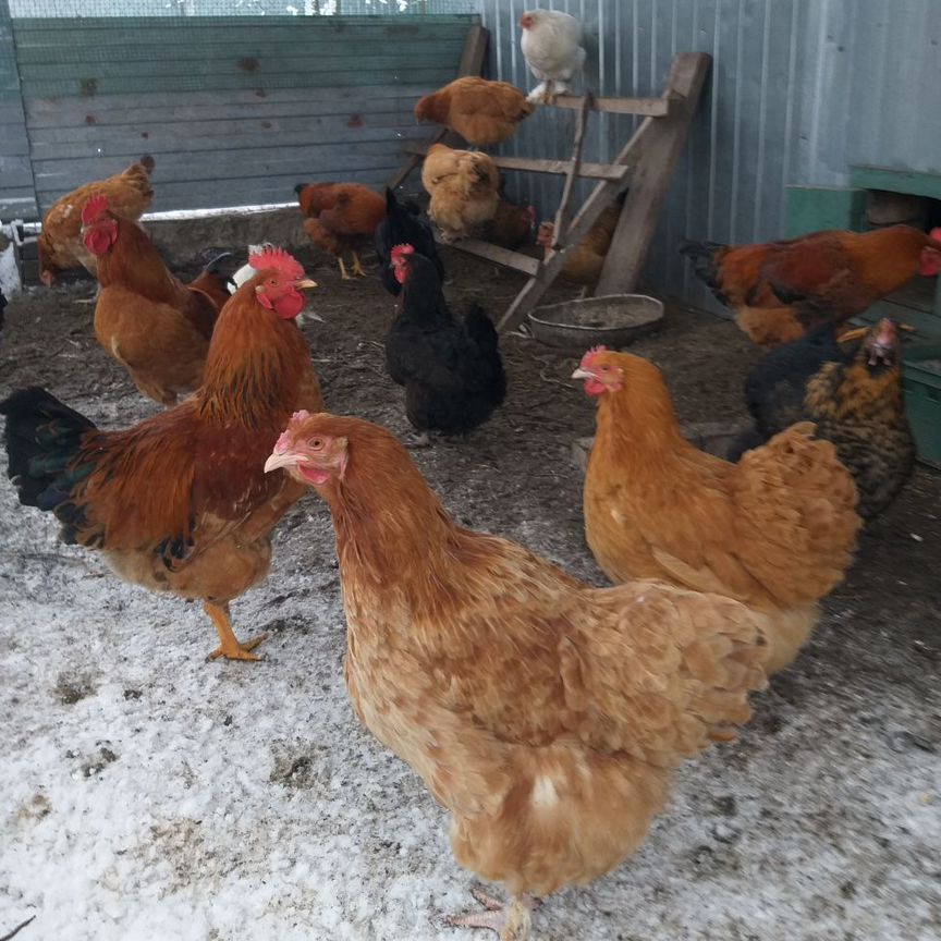 Петушки молодые