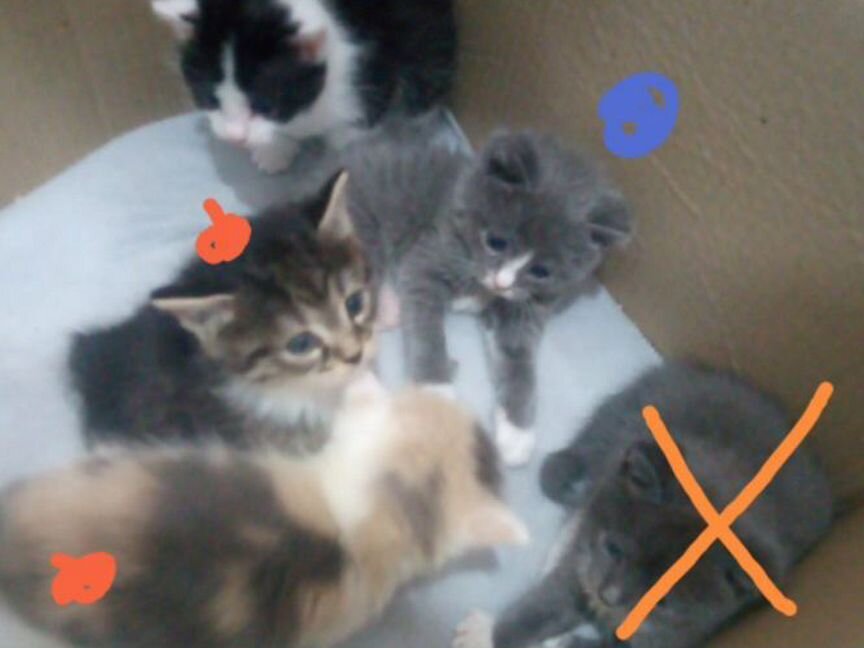 Котята в добрые руки бесплатно