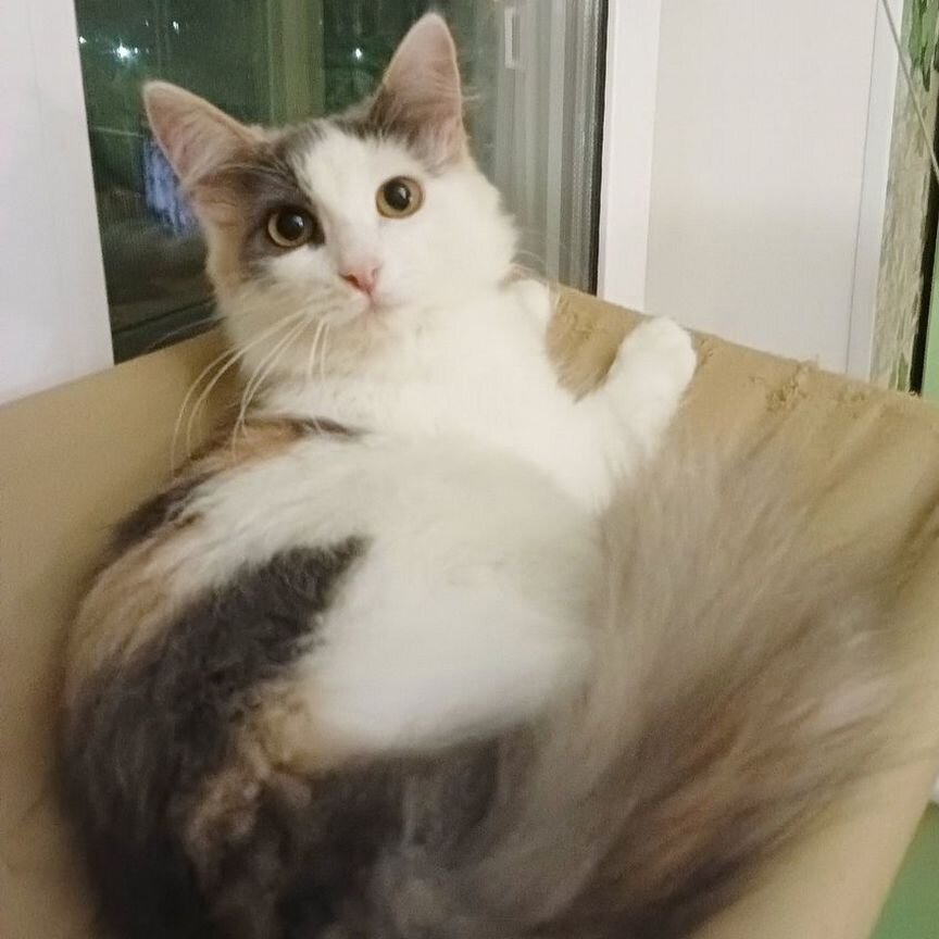 Трехцветная девочка котенок в добрые руки