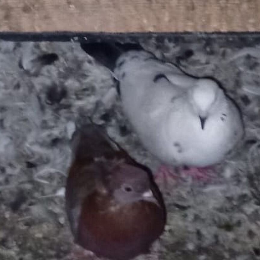 Продажа бакинских голубей