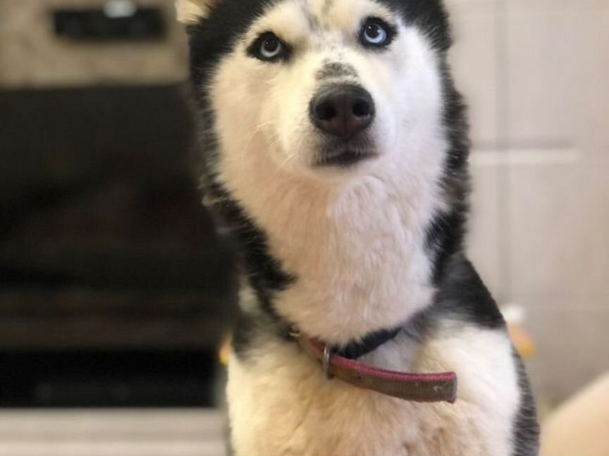 Сибирский хаски потеряшка