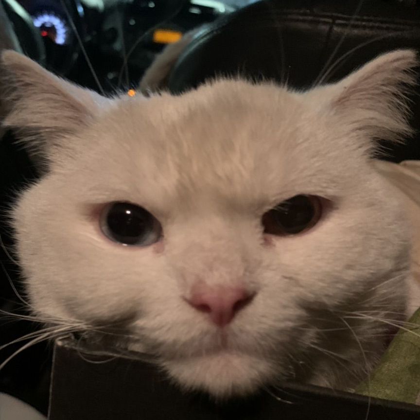 Сибирский, взрослый кот