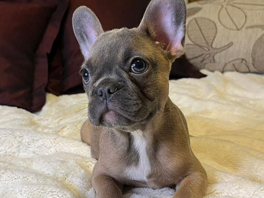 Девочка Французкий бульдог щенки