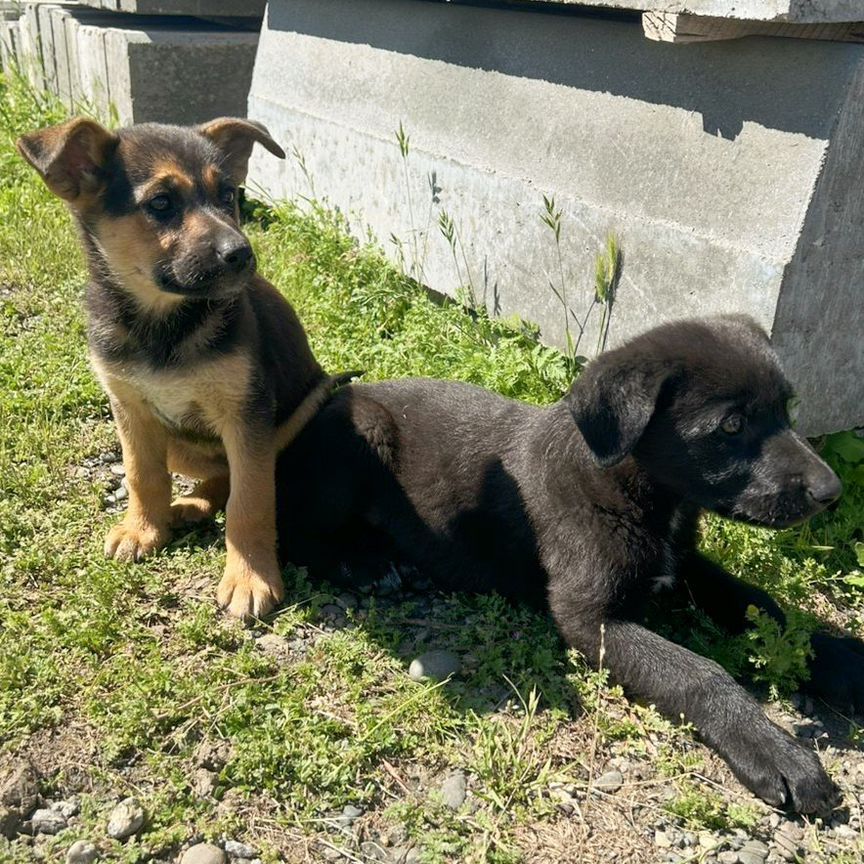 Отдам в добрые руки