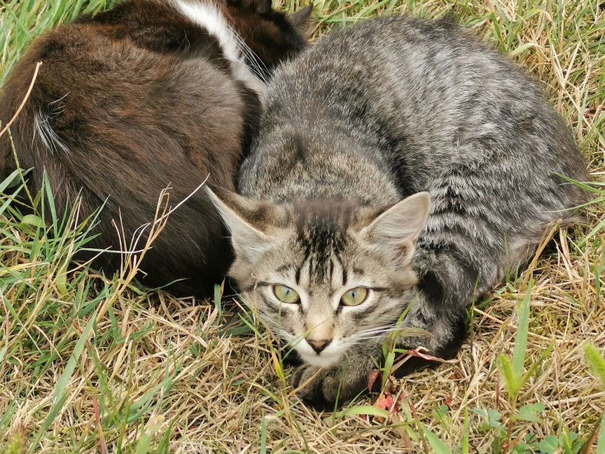 SOS Котята живут на даче